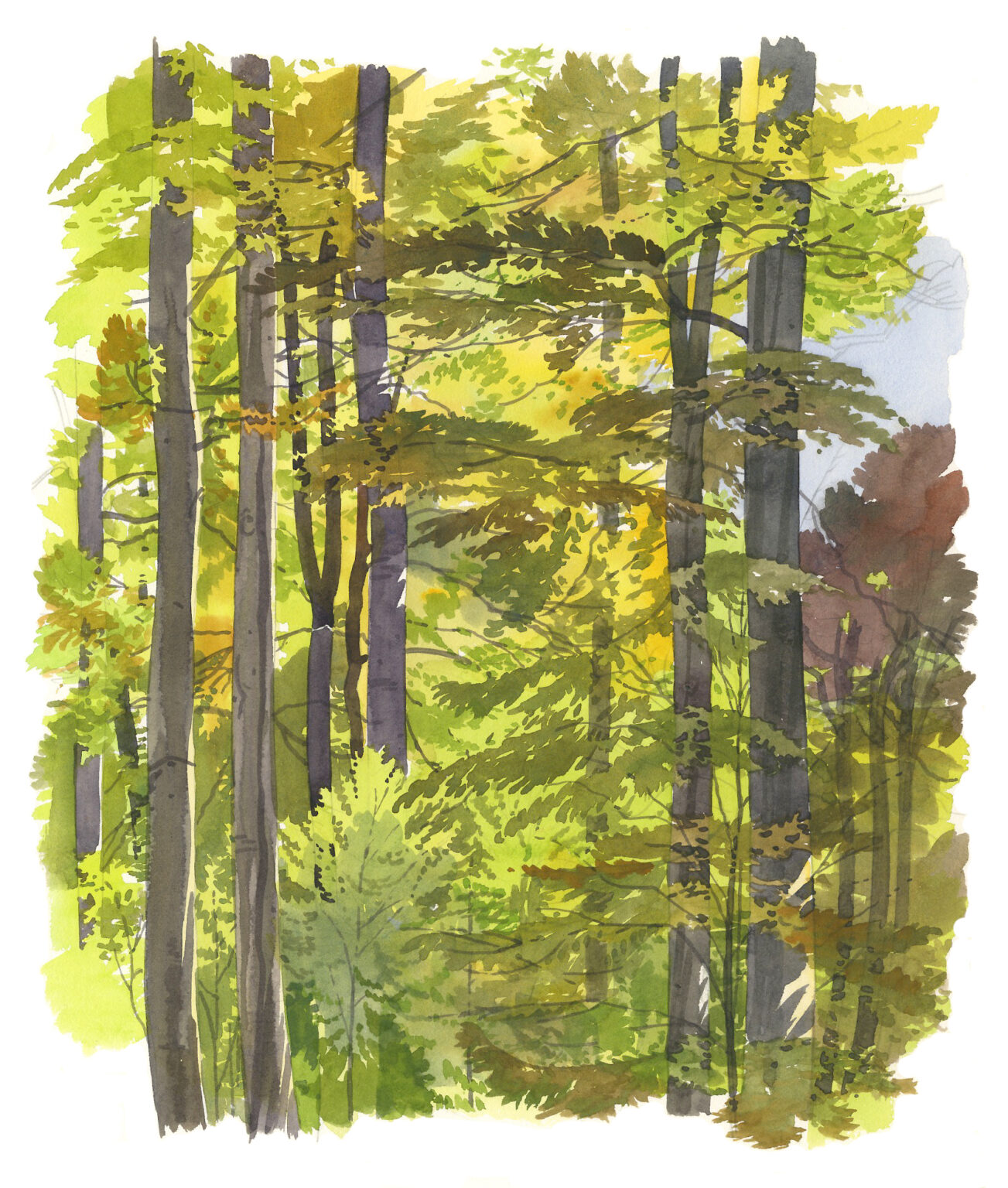 Forêt domaniale de Lyons – Lyons-la-Forêt