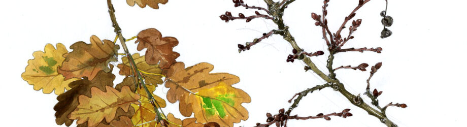 Fabrice Moireau – Aquarelliste